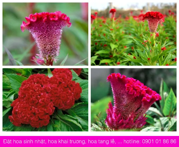 Những điều bạn chưa biết về hoa mào gà