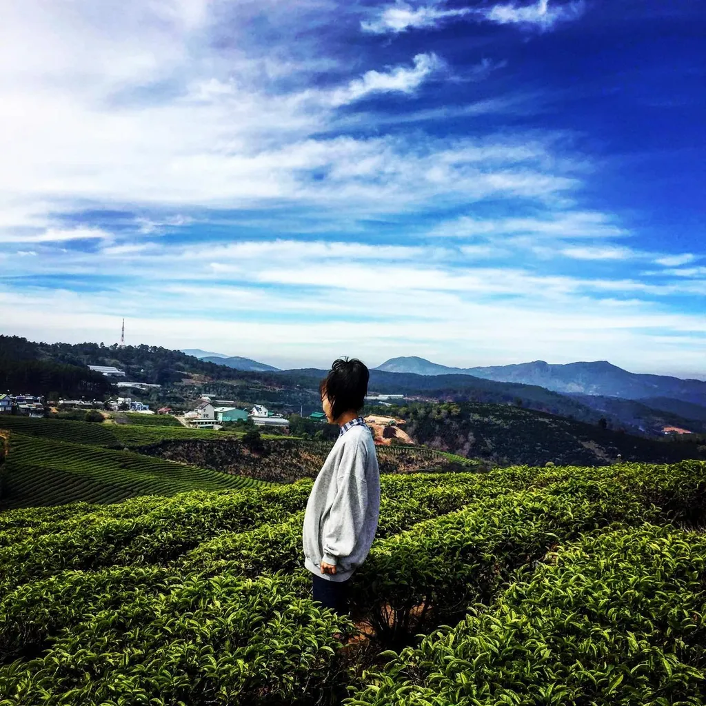 Dàn diễn viên Quốc Sắc Phương Hoa có Dương Tử, Lý Hiện nhưng nội dung ...