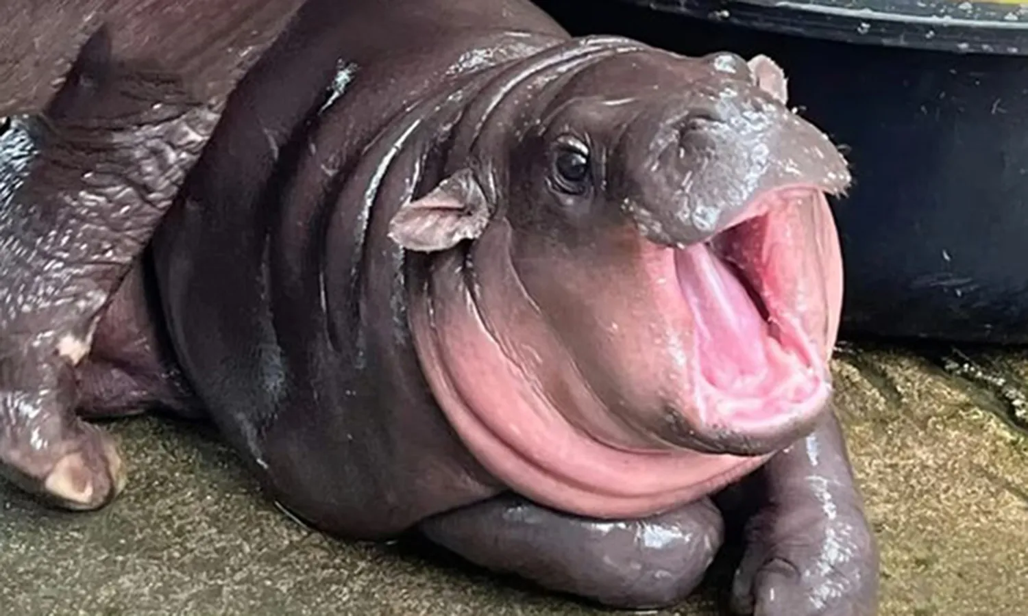 Cô hà mã con dễ thương đến nỗi người hâm mộ bay nửa vòng trái đất đến thăm