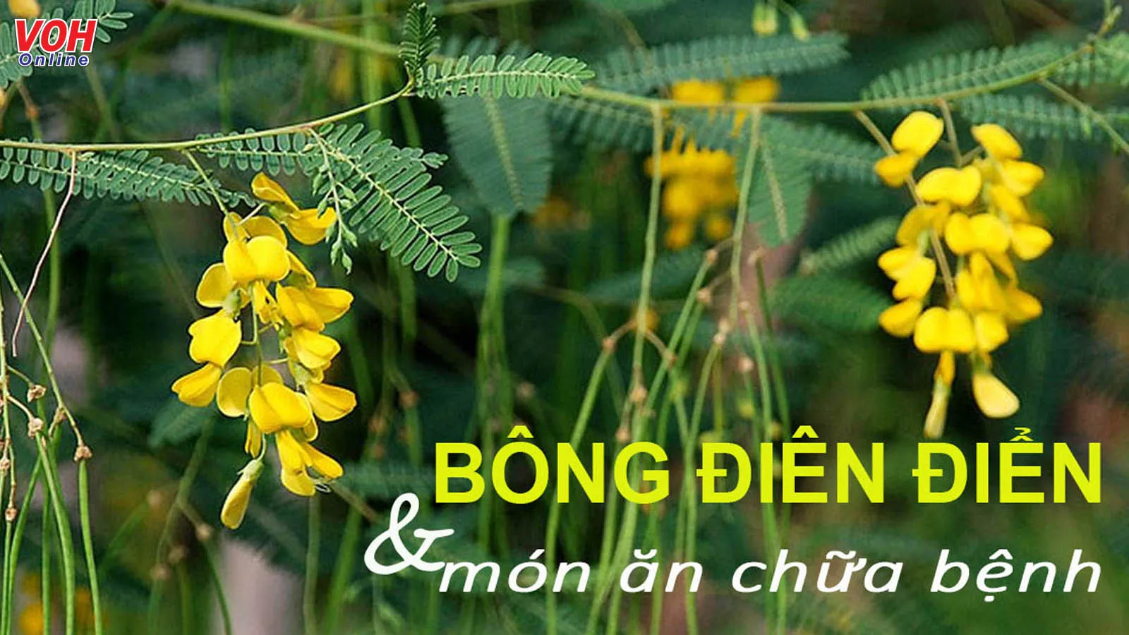 'Tiết lộ' công dụng của bông điên điển cùng 6 món đặc sản miền Tây