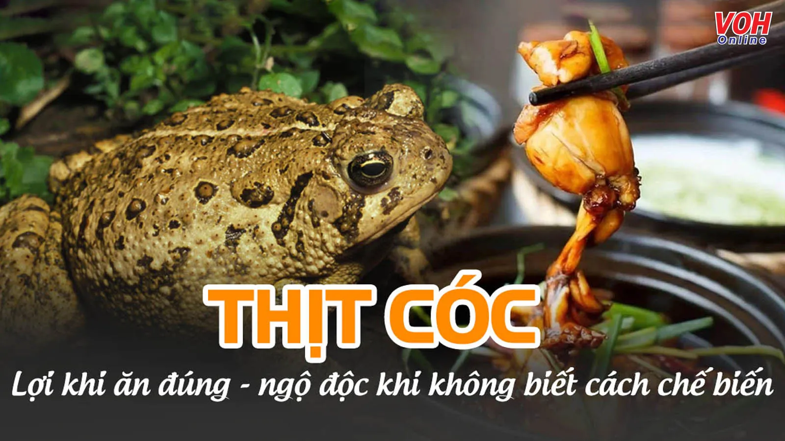 Thịt cóc có tác dụng gì? Ăn thế nào để nhận được lợi ích và không bị ...