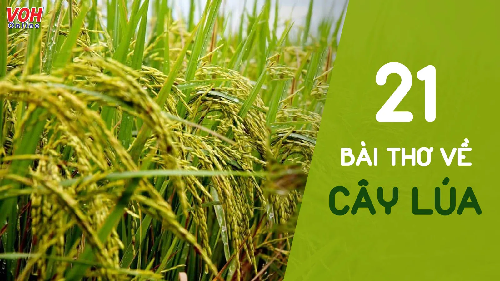 21 bài thơ về cây lúa, lay động lòng người