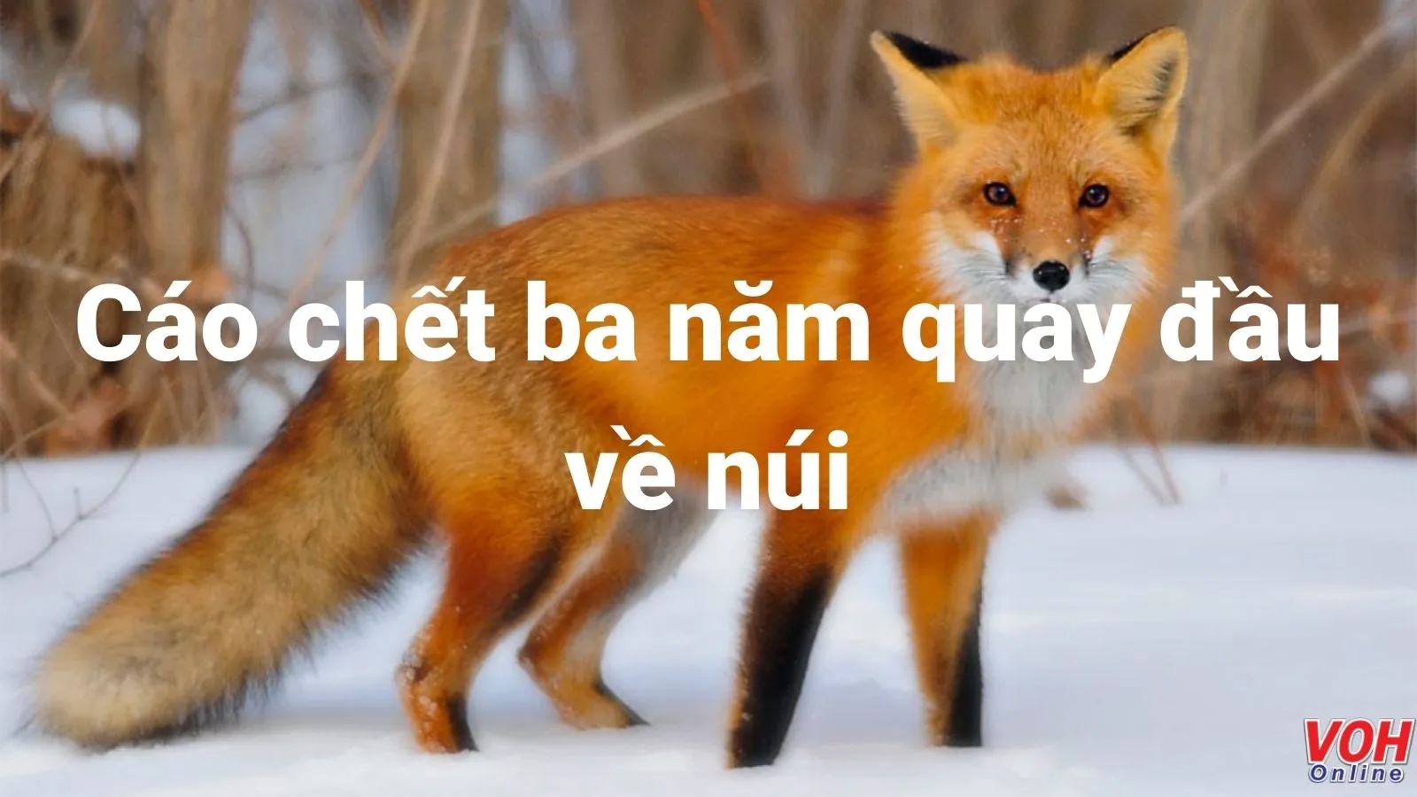 Giải thích ý nghĩa thành ngữ ‘Cáo chết ba năm quay đầu về núi’