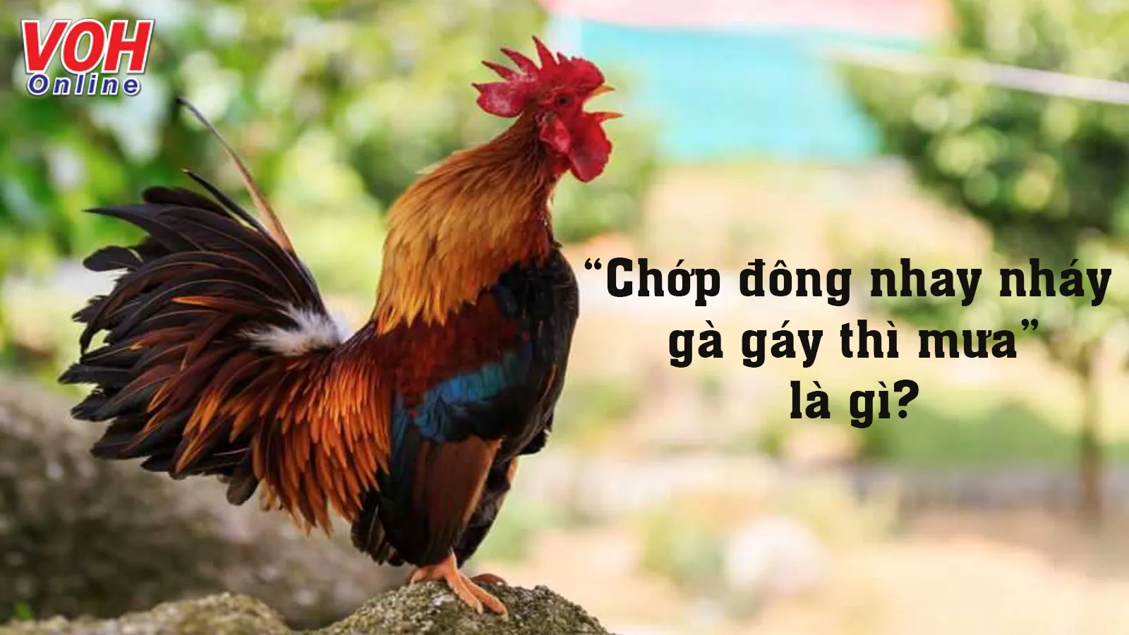 Giải Thích ý Nghĩa Câu Thành Ngữ “chớp đông Nhay Nháy Gà Gáy Thì Mưa