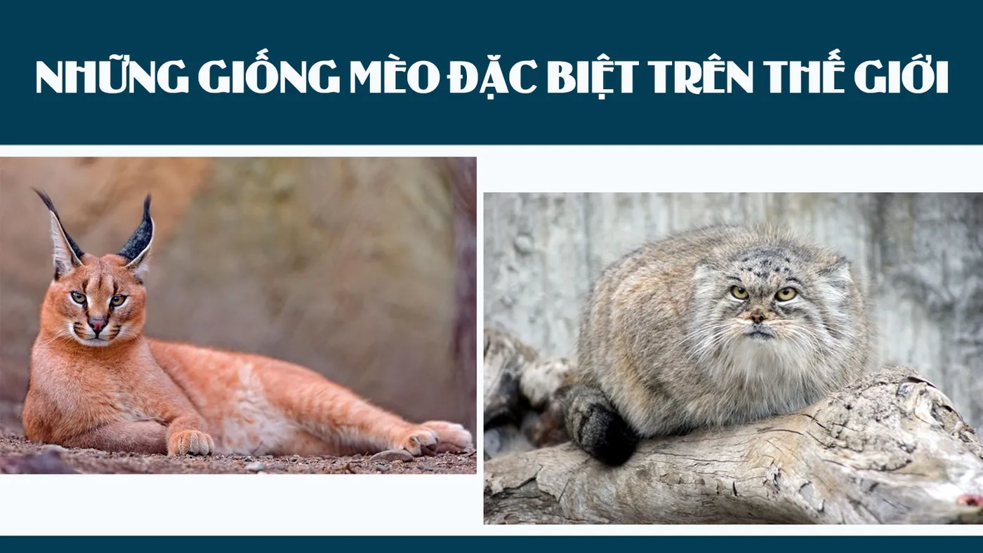 Tổng hợp những con chó xấu nhất thế giới