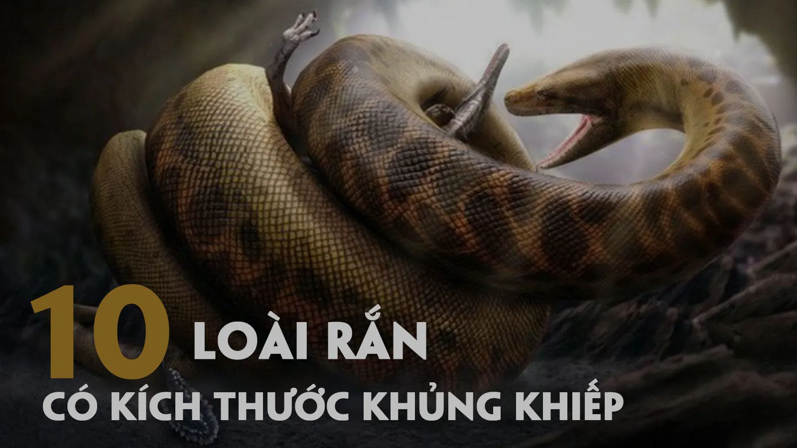 Top những loài rắn to nhất thế giới từng được phát hiện