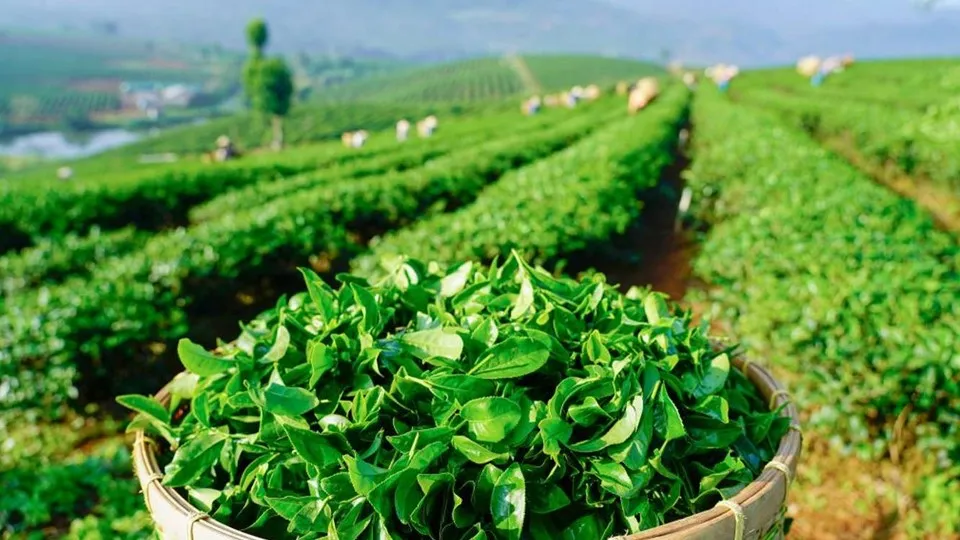 2 nữ lãnh đạo hãng trà nổi tiếng ở Bảo Lộc bị hoãn xuất cảnh vì có dấu ...