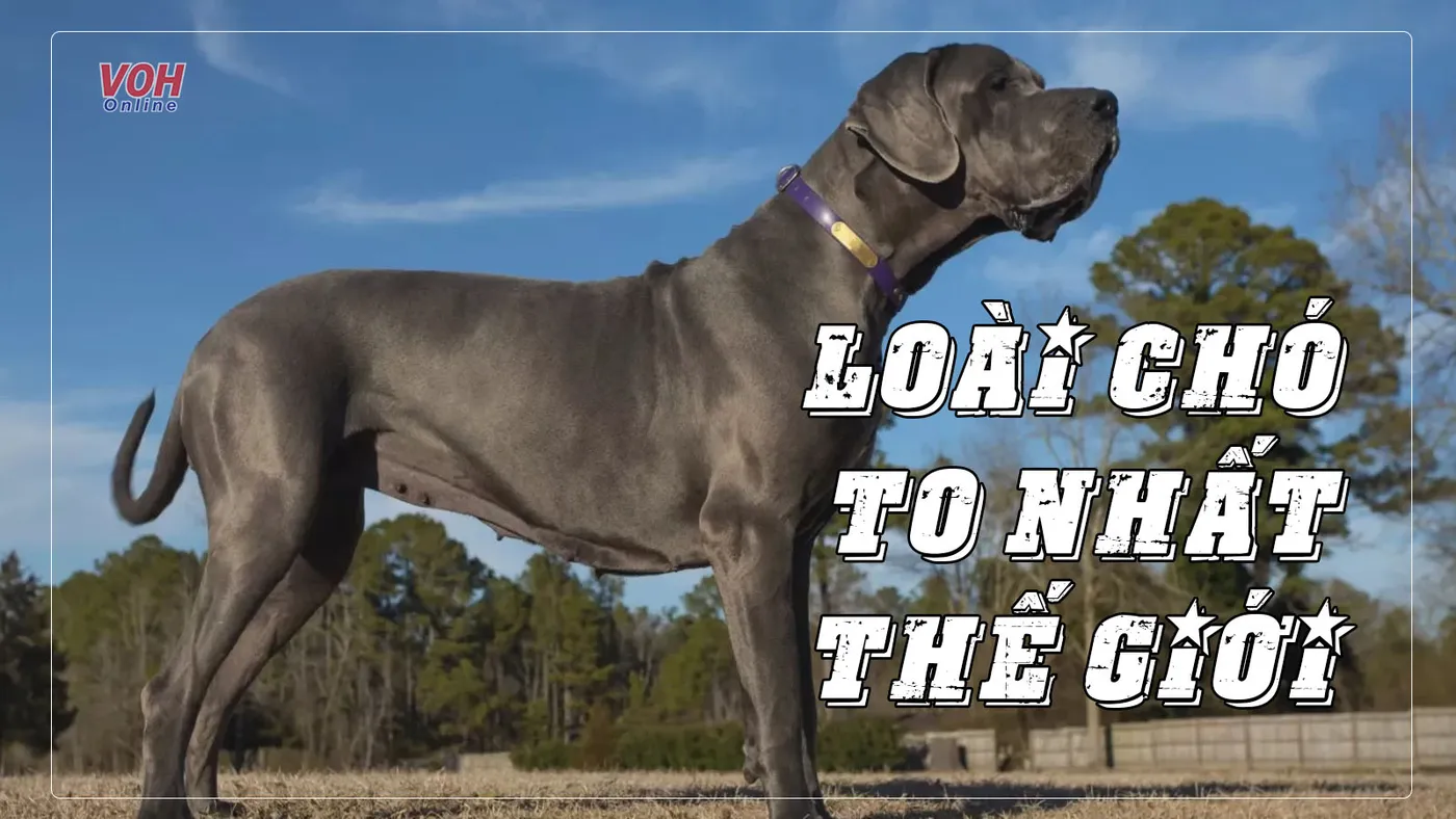 Top 35 loài cá đắt nhất thế giới