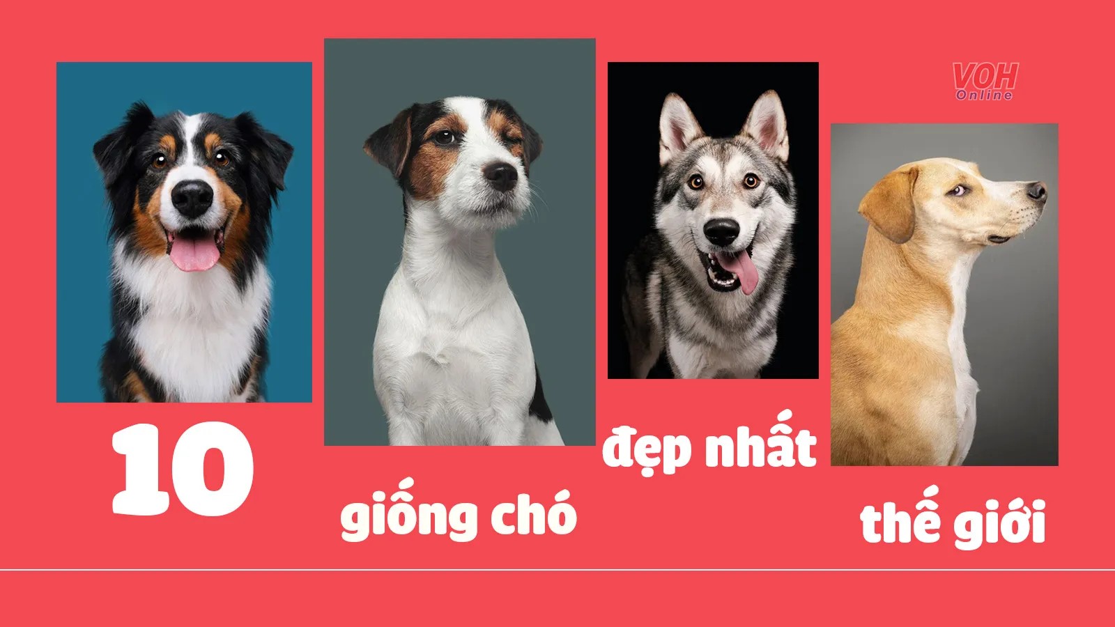 Top 10 giống chó đẹp nhất thế giới