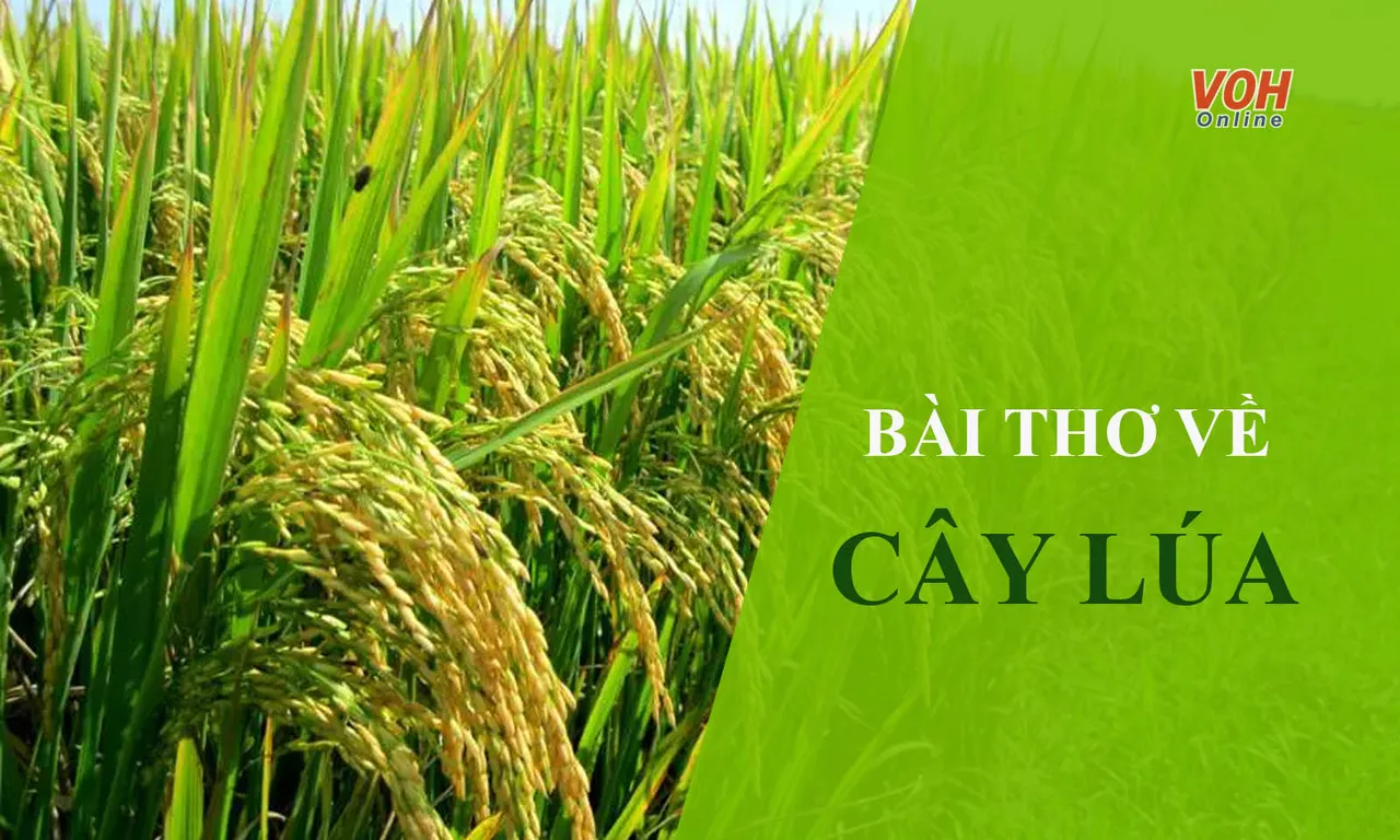 Top những bài thơ về áo bà ba, stt áo bà ba ý nghĩa